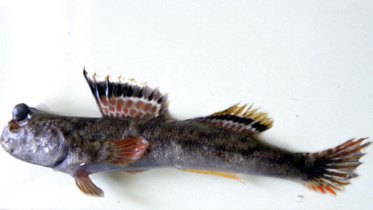 A fish species in missing evolutionary link traced - The Hindu