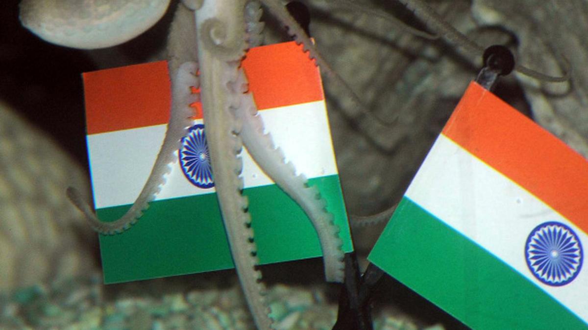 Newly acquired octopuses a huge draw - The Hindu