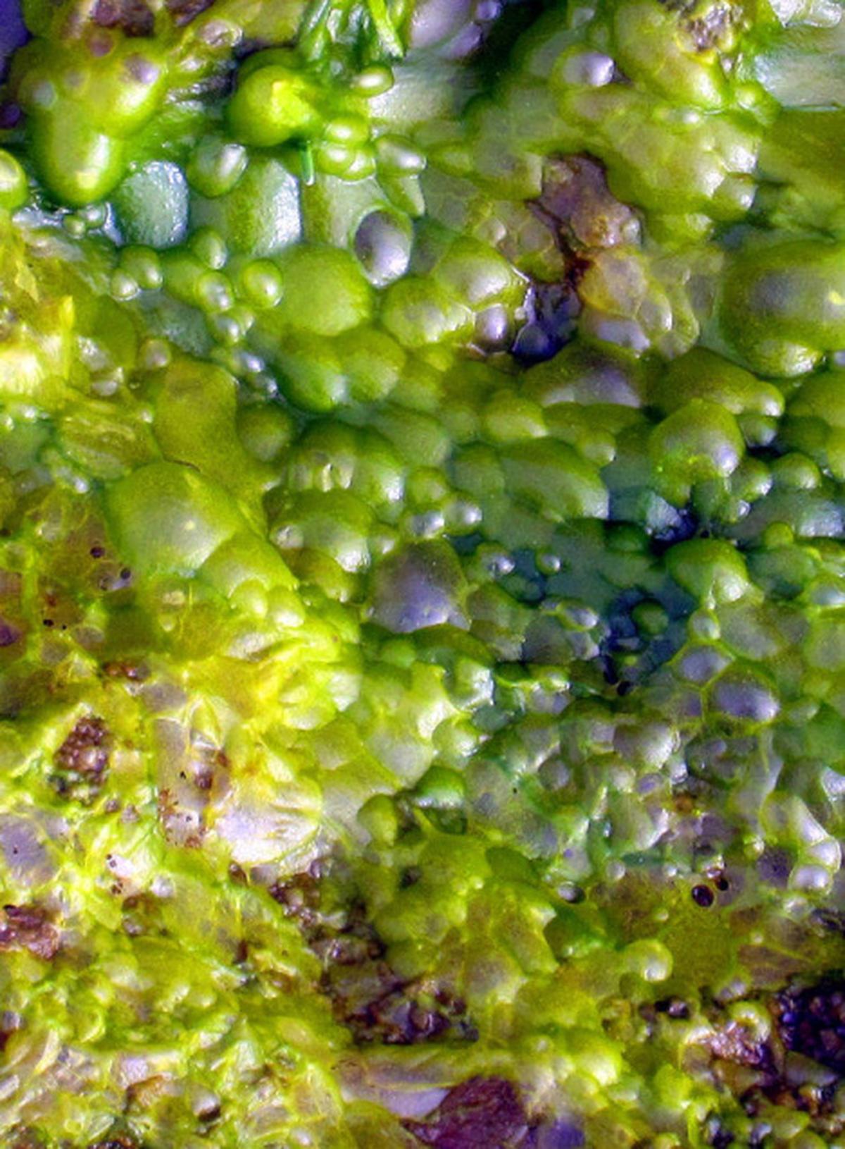 CCMB scientist finds two new bacteria in the Arctic - The Hindu