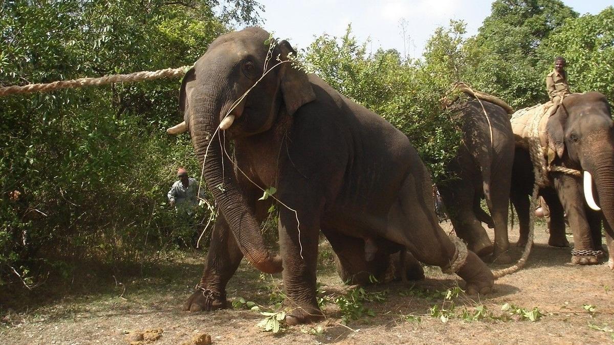 State forest officials differ on issue of killing rogue elephant - The ...