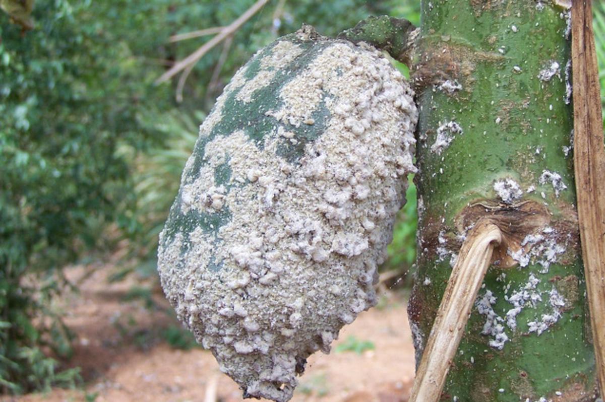 Management of papaya mealybug in cassava - The Hindu