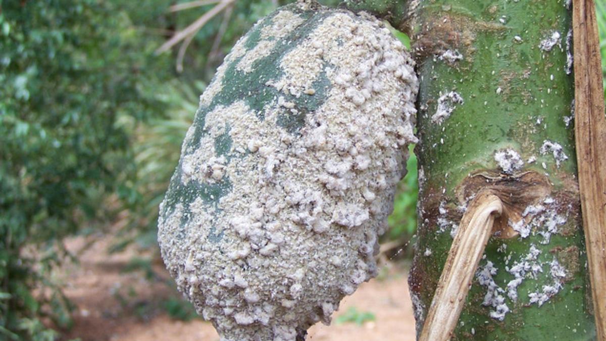 Management of papaya mealybug in cassava - The Hindu
