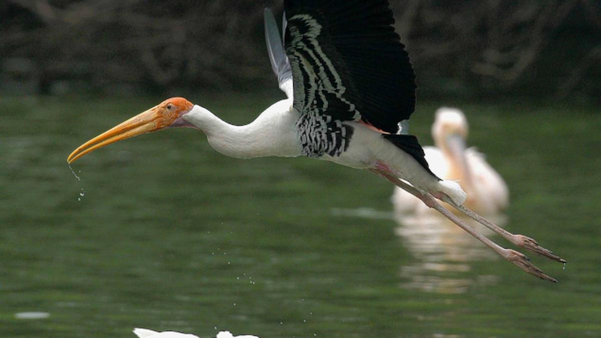 Migratory birds in India - The Hindu