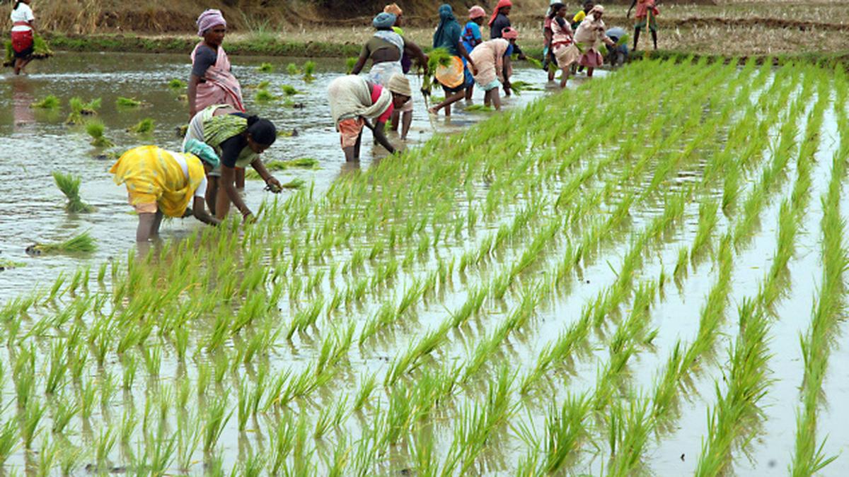 Kuruvai crop on 5,012 hectares - The Hindu