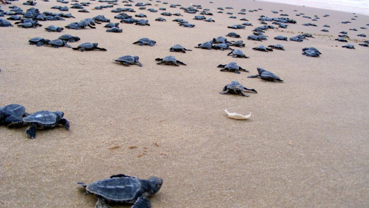 UNDP approves project for blackbucks & turtles protection - The Hindu