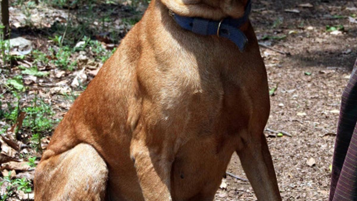 Call of the Kombais - The Hindu