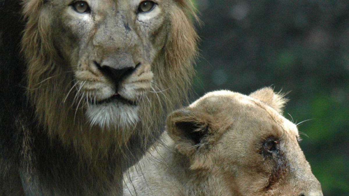 Number of Asiatic Lions increase to 411 in Gujarat - The Hindu