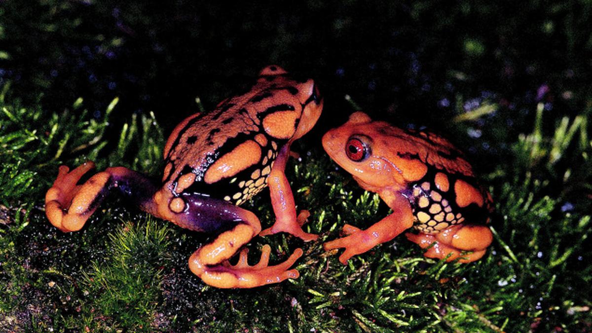 New species of frog found in Eravikulam National Park - The Hindu