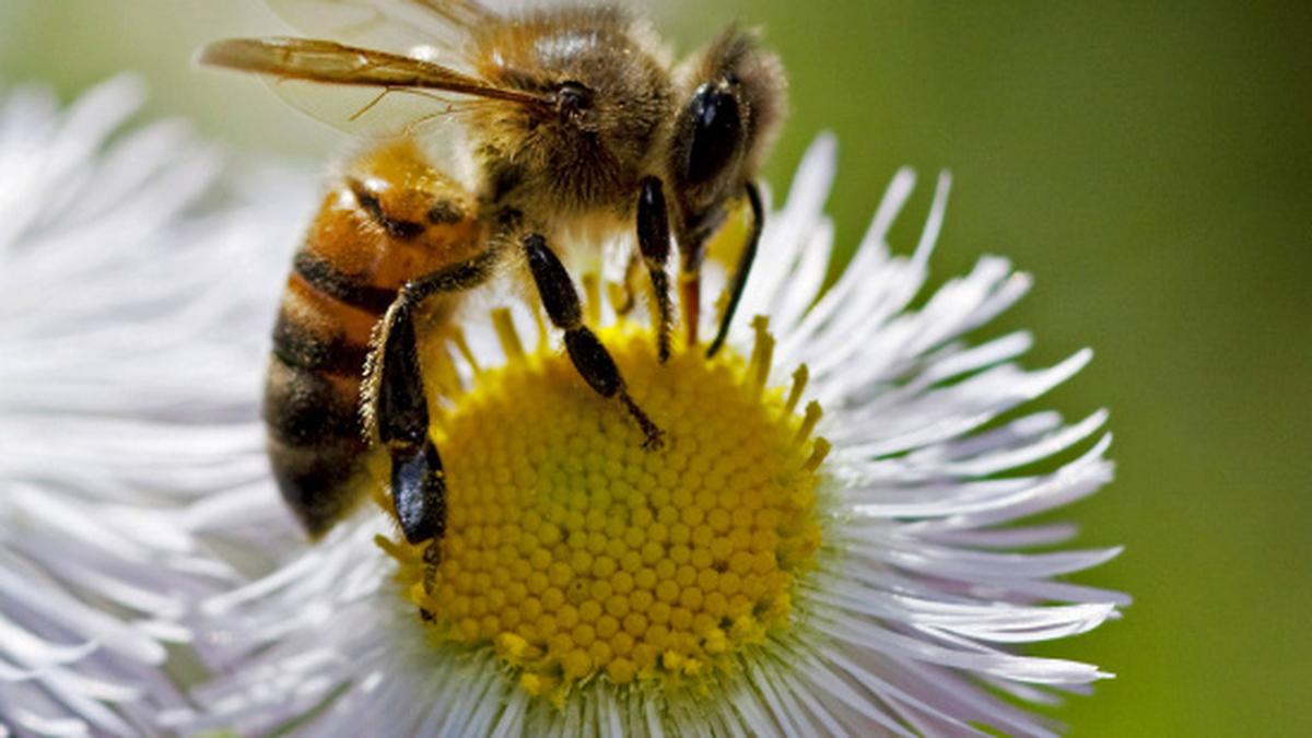 Bee species that builds its nest with petals - The Hindu
