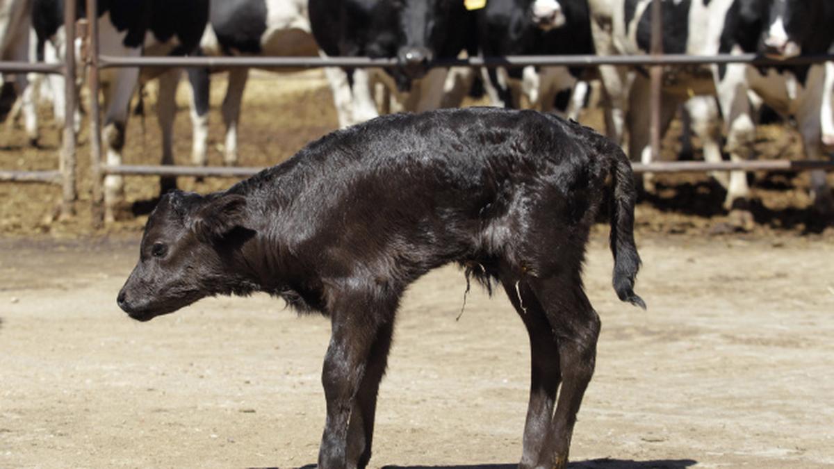 Fighting bull cloned in Spain - The Hindu