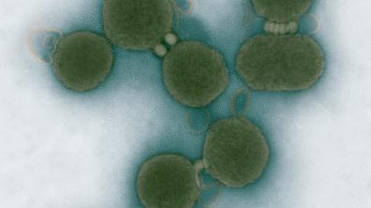 Scientists create artificial life in lab - The Hindu