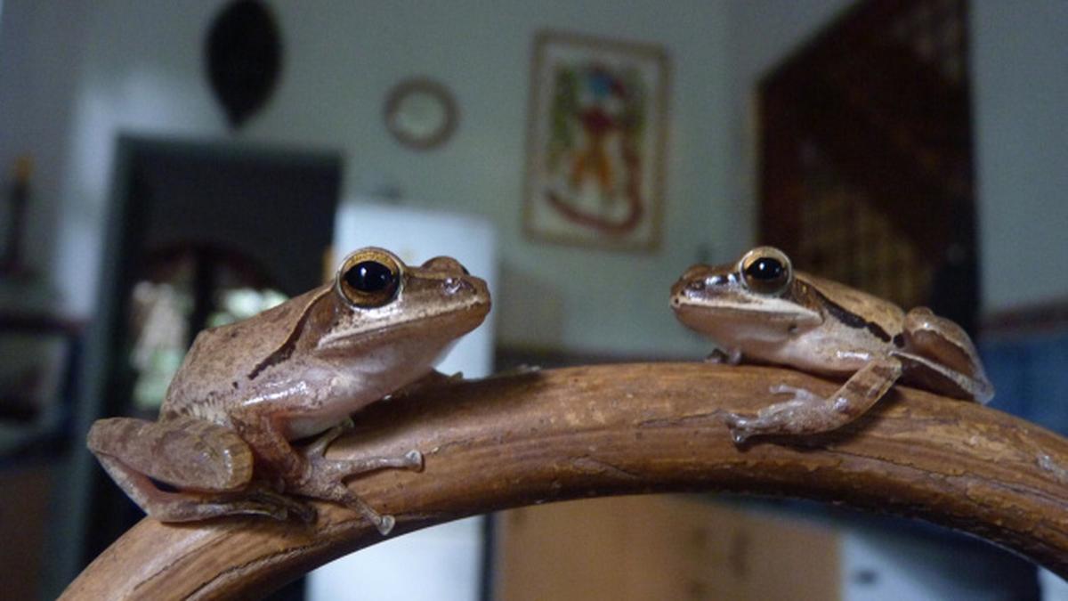 My Husband and other animals- The curse of the Tree Frog - The Hindu