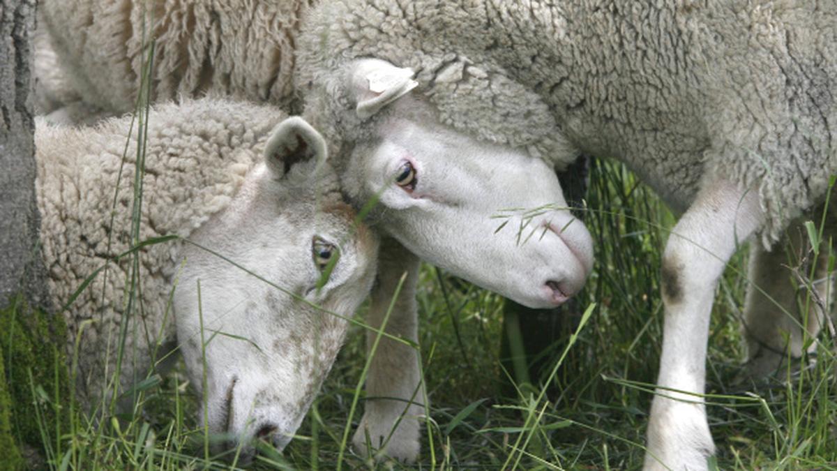 China looks at mass breeding of designer sheep - The Hindu