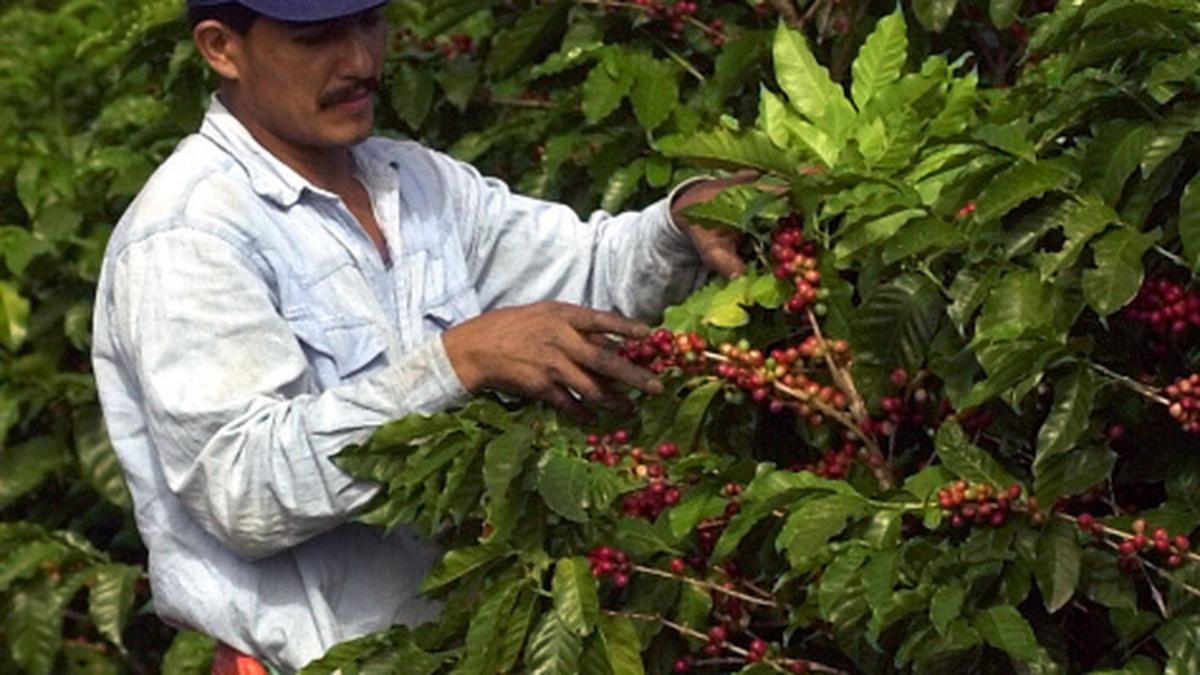 Unroasted coffee beans the next-gen insecticides? - The Hindu