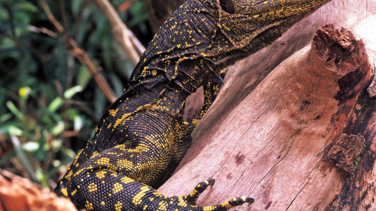 Giant lizard discovered in the Philippines - The Hindu