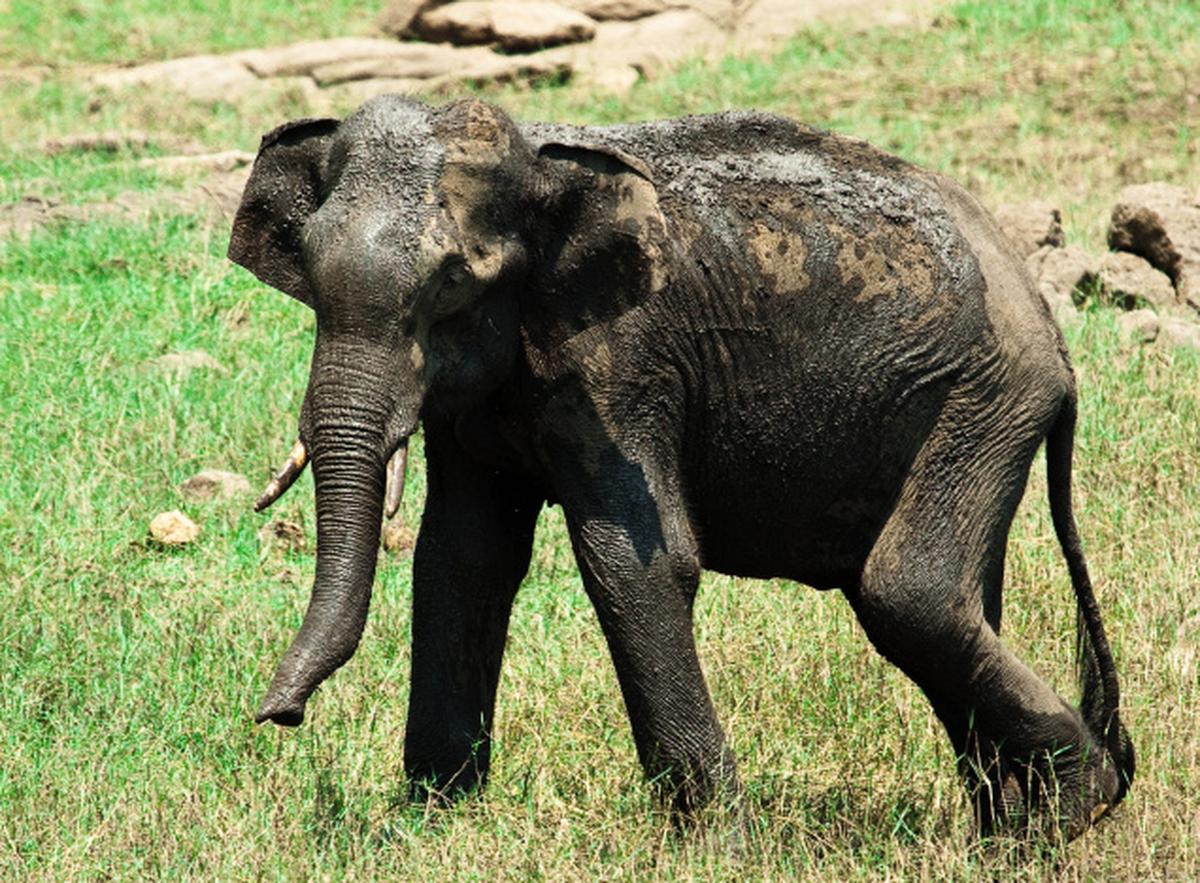 Baby Dwarf Elephant