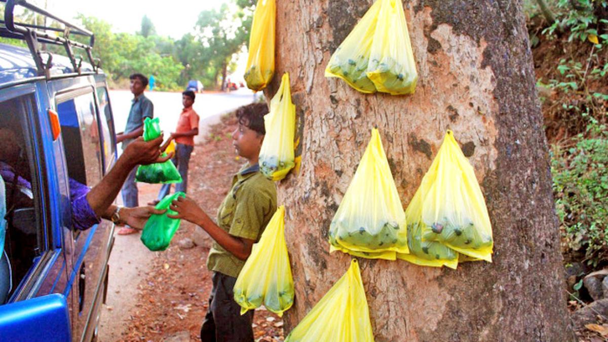 Roadside jamun trees in Malappuram offer them a fast buck - The Hindu