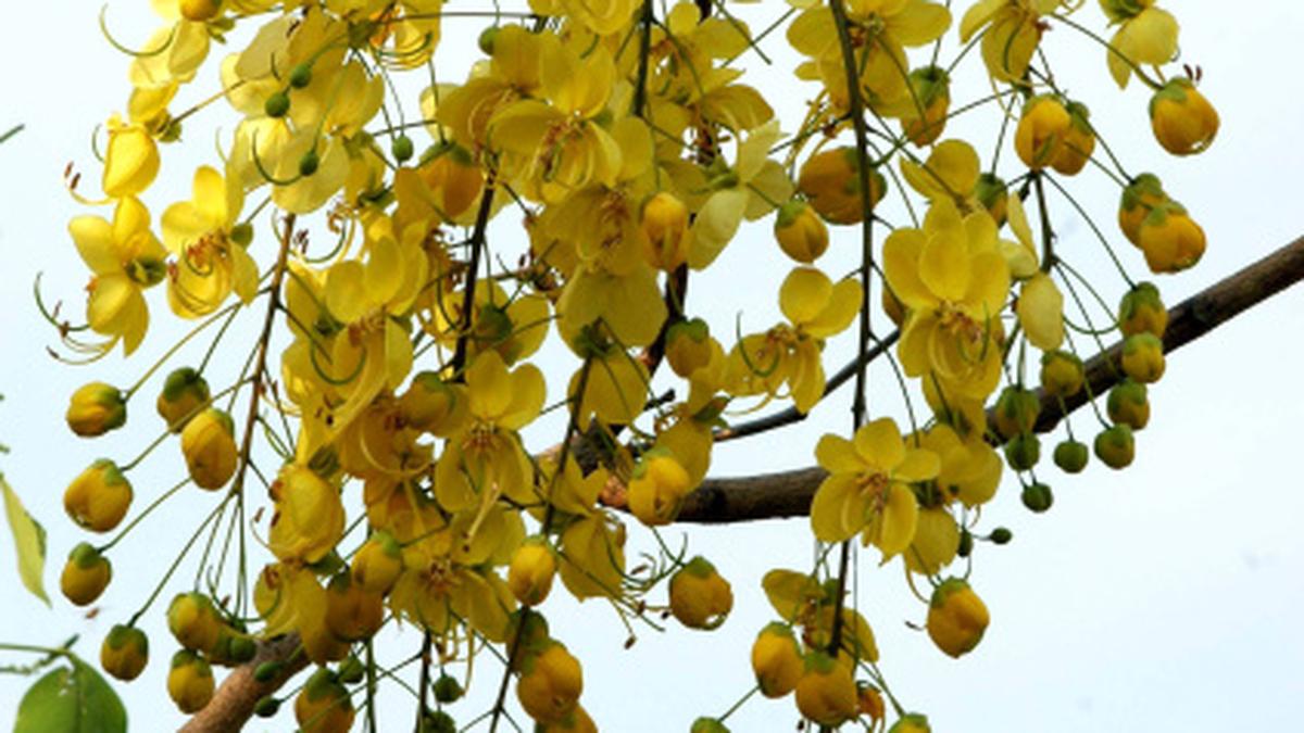 Kani konna proves elusive - The Hindu