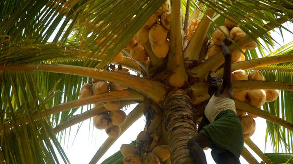 Hardy hybrid coconut in demand - The Hindu