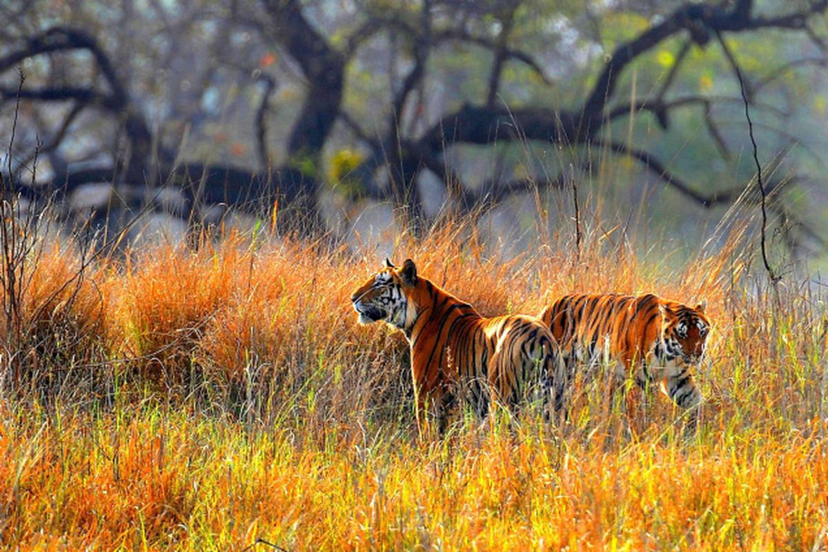 Tiger census in Simlipal Tiger Reserve from May 8 - The Hindu