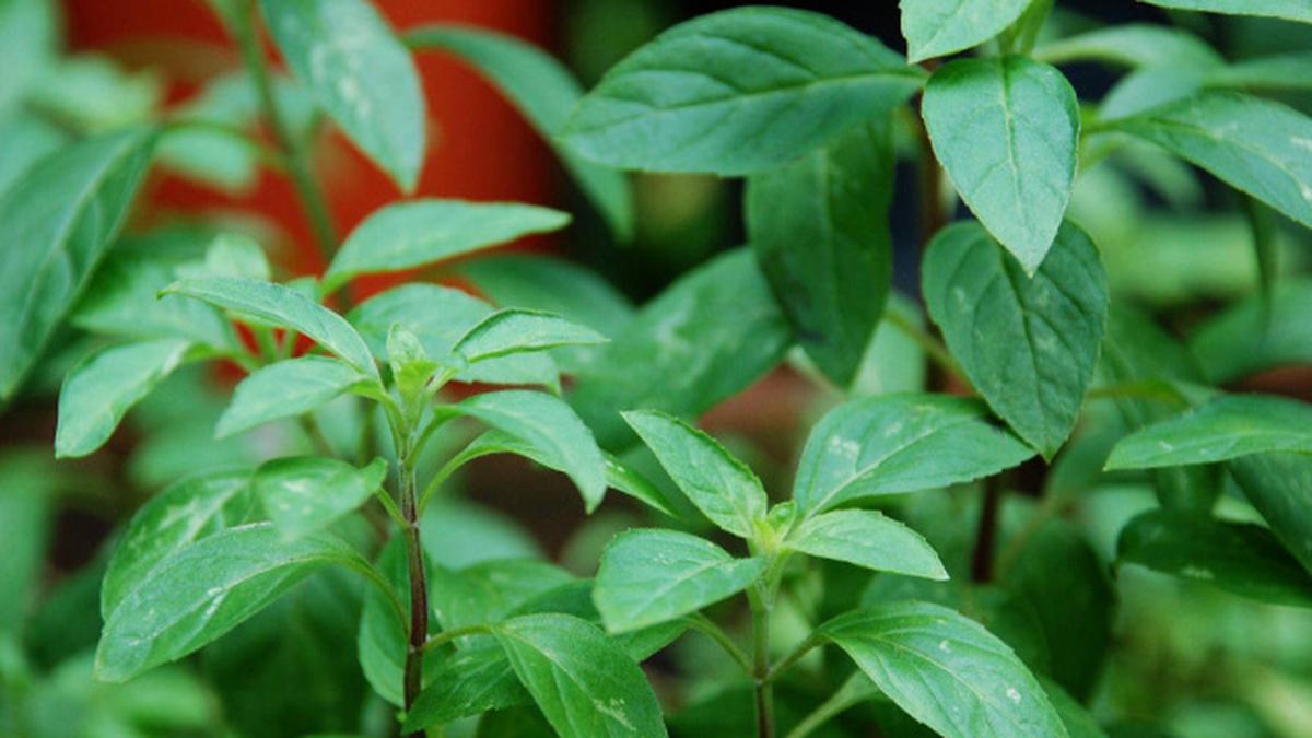 Full of flavour - The Hindu