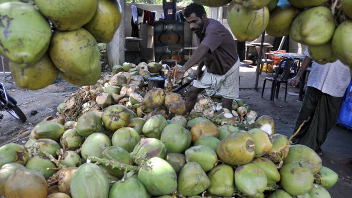 Coconut cultivation declining in Kerala - The Hindu
