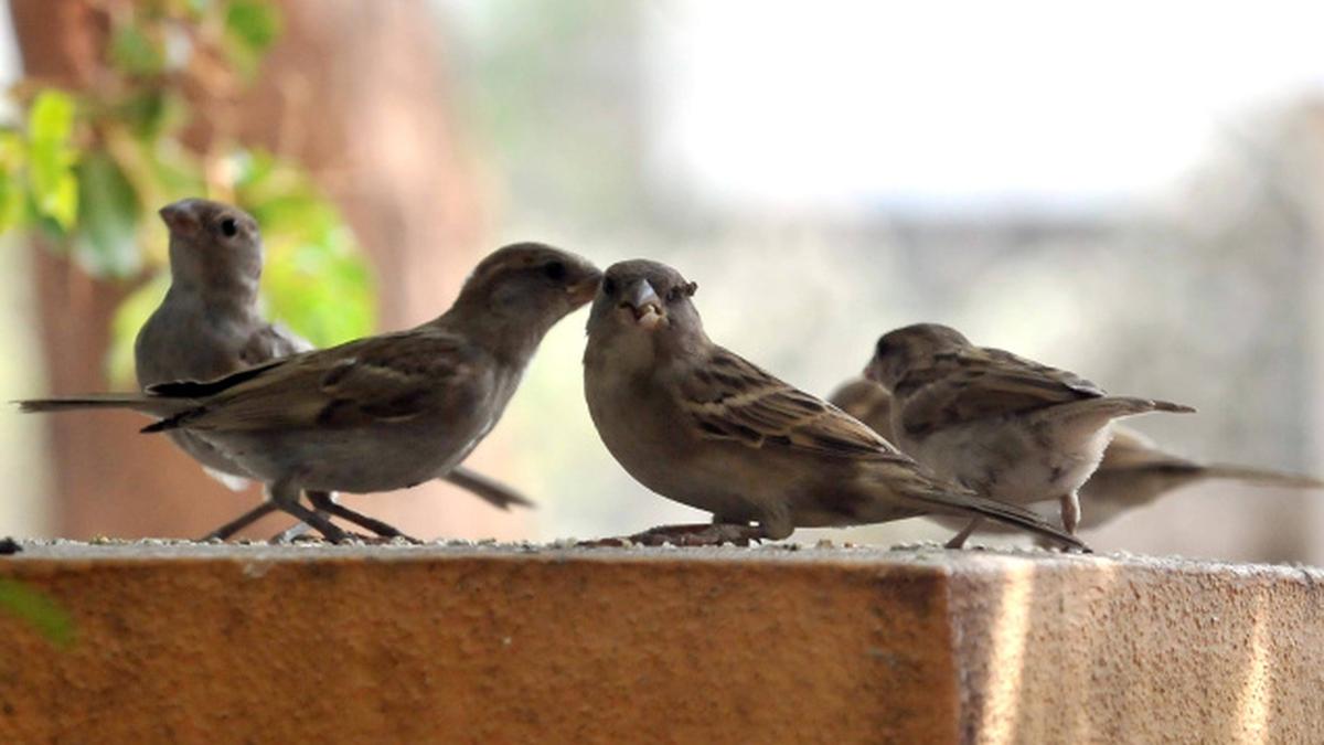 Song of the sparrows - The Hindu