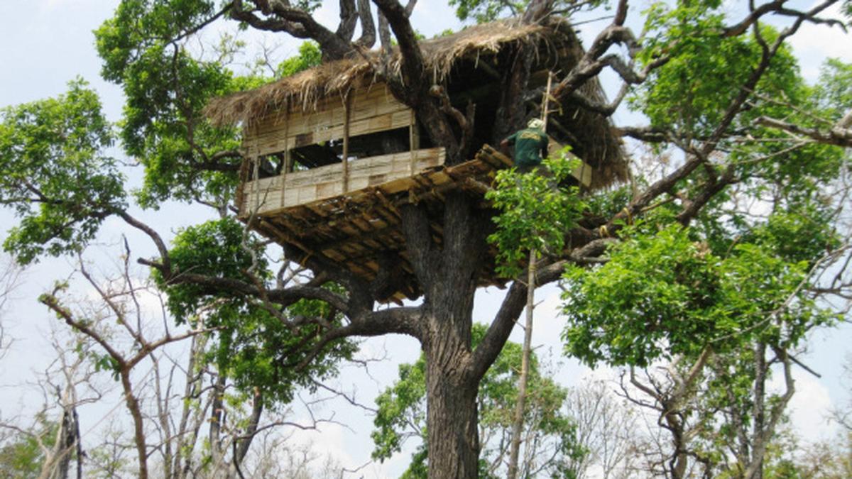 Wild animals begin migration to Wayanad sanctuary - The Hindu