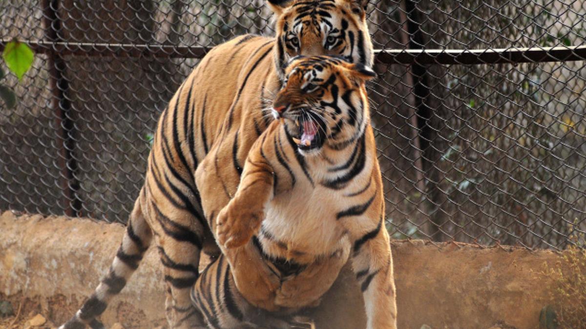 Efforts to control tiger trade have failed: CITES - The Hindu