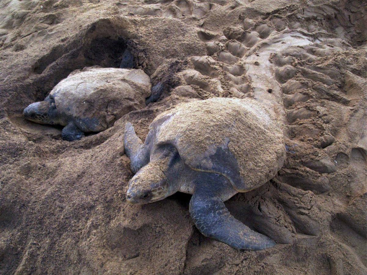 Olive Ridleys lay eggs on Rushikulya beach - The Hindu