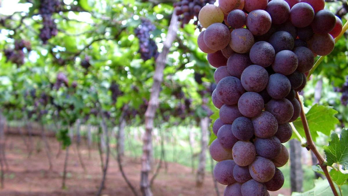 Scientists identify genetic markers in grapevine's genome to make ...
