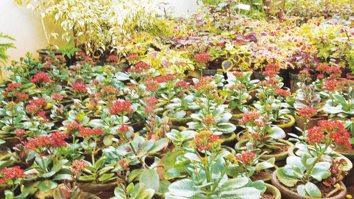 Compensatory afforestation: Delhi to plant 15,000 saplings - The Hindu