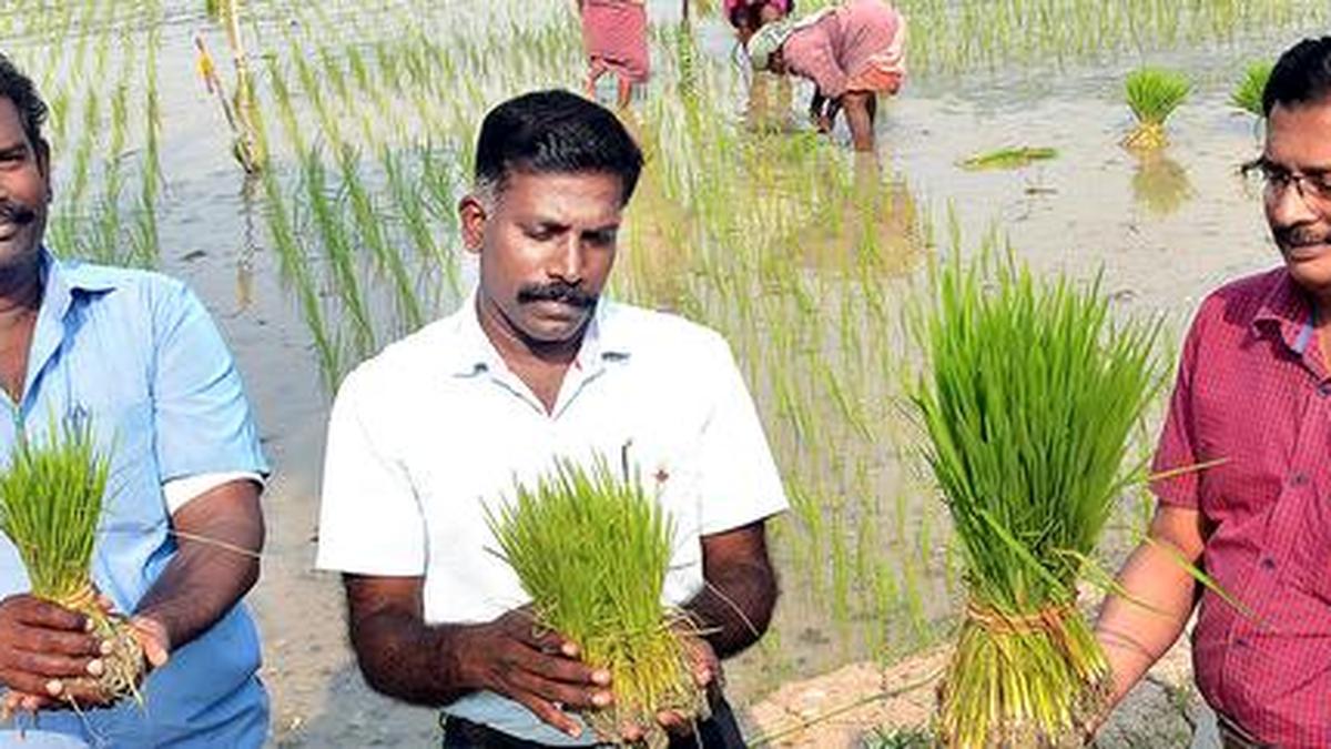 Research on three paddy varieties on - The Hindu