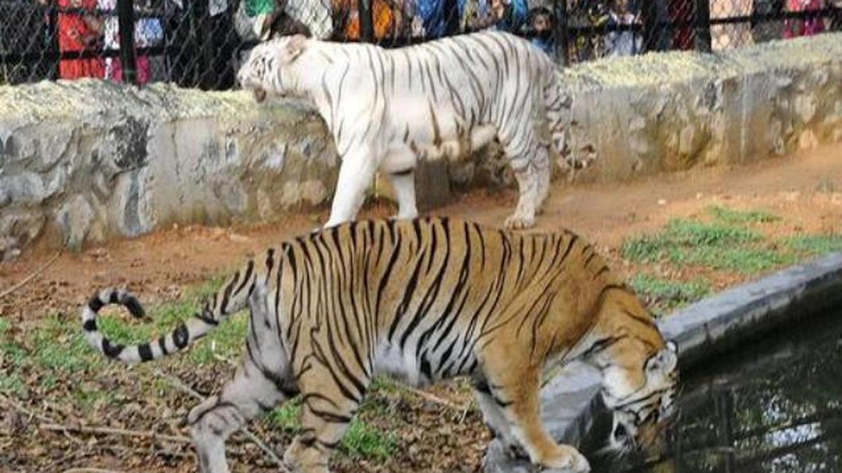 Vandalur zoo looks to cover new ground - The Hindu