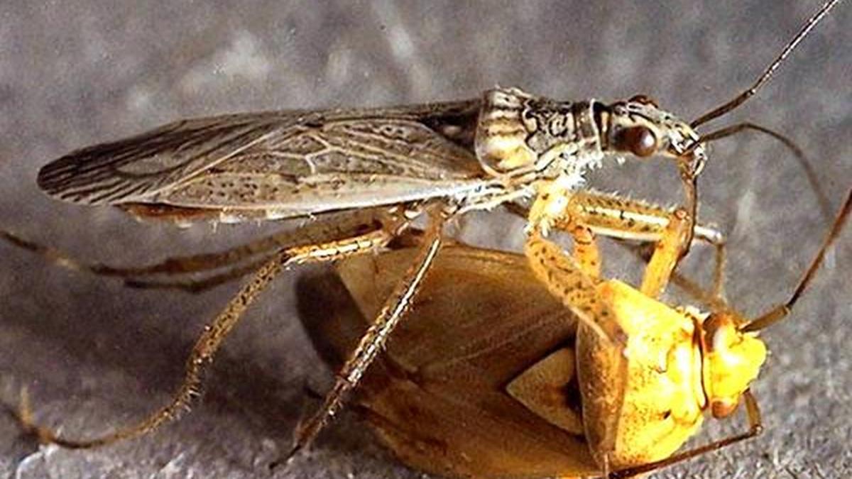 TN’s new mantra: kill pests with insects - The Hindu