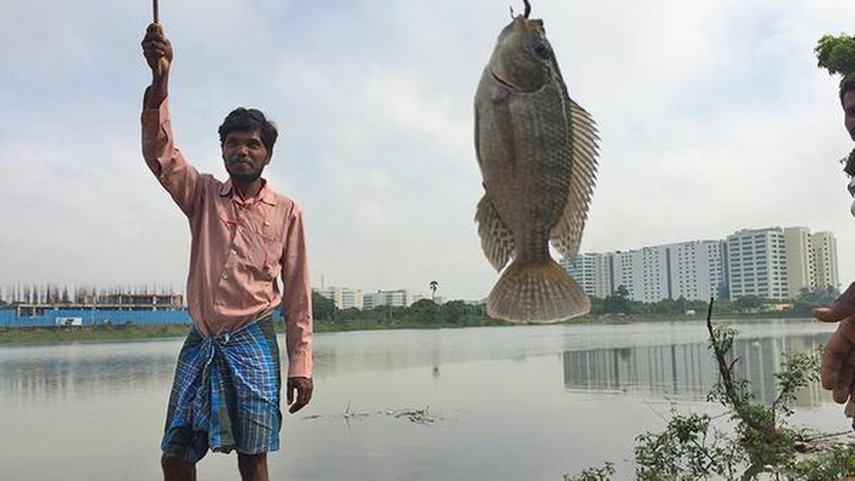 An aggressive invader eclipses native fish - The Hindu