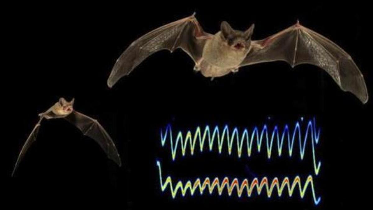 Brazilian free-tailed bat is the fastest flying animal: study - The Hindu