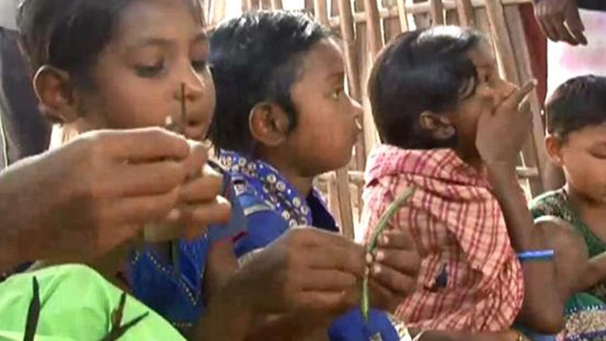 ‘Bada chakunda’ may have caused JE, say medical experts - The Hindu