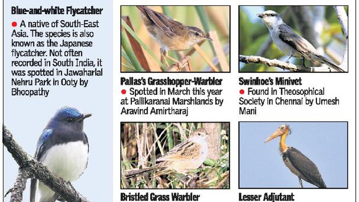 New sightings excite birders - The Hindu