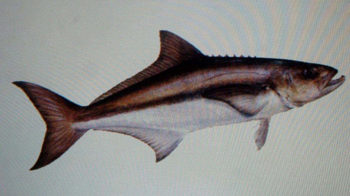 Larval production of Cobia fish - The Hindu