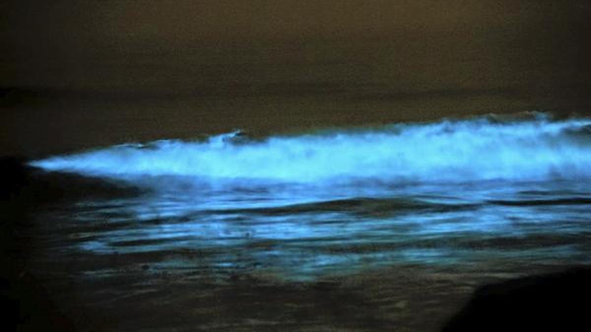 ‘Glow-in-the-dark algae may be sign of global warming’ - The Hindu