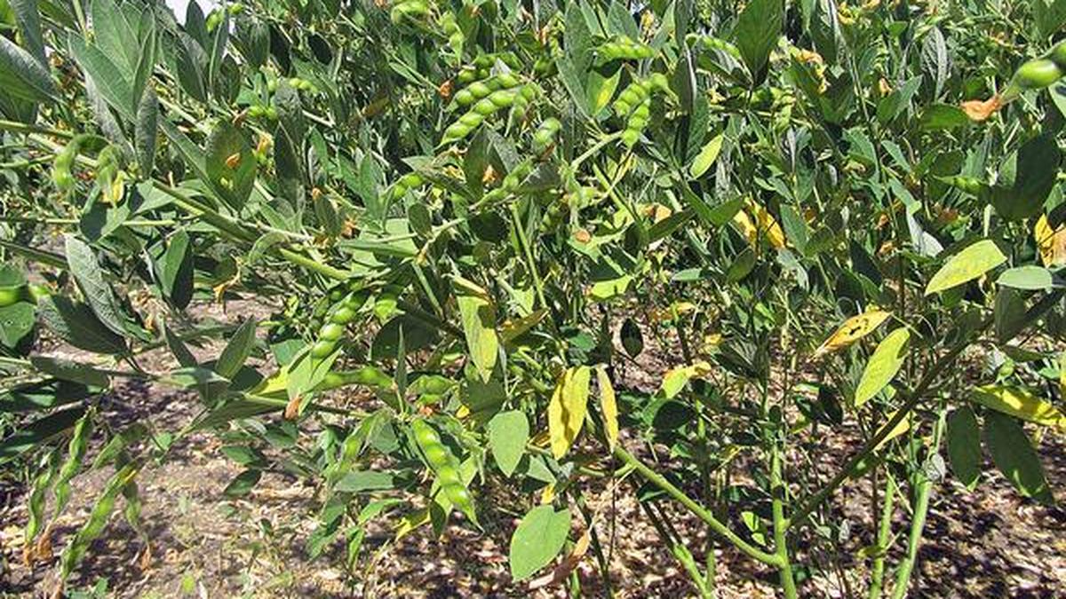 Hopes of bumper toor crop dashed - The Hindu