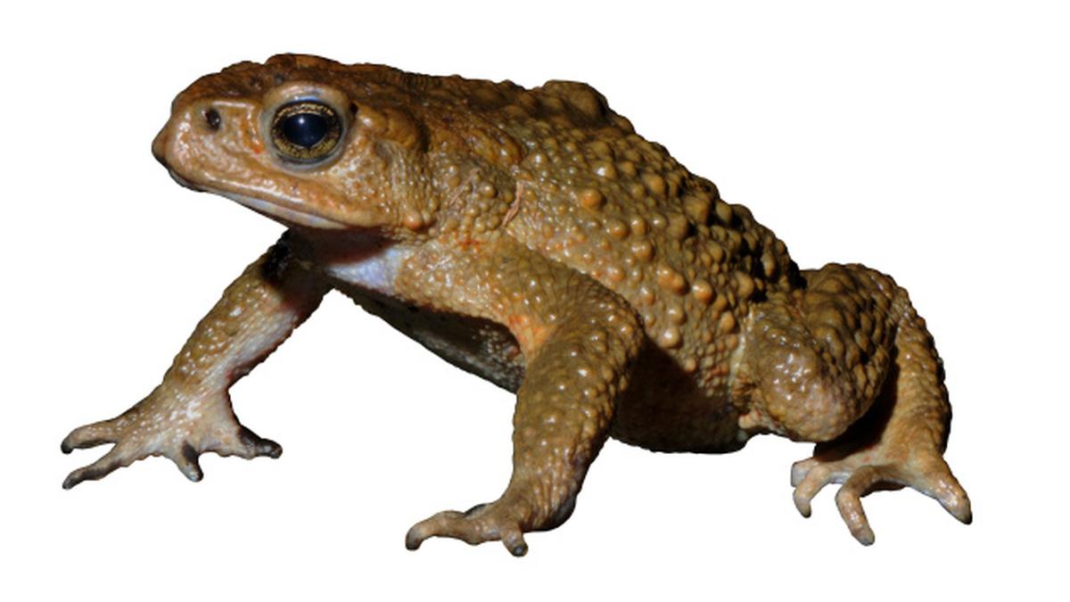 Scientists identify traits that make toads world conquerors - The Hindu