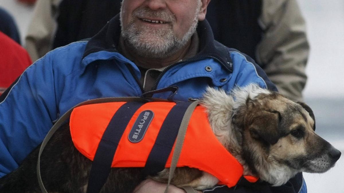 Dog rescued from icy Baltic waters returns to sea - The Hindu