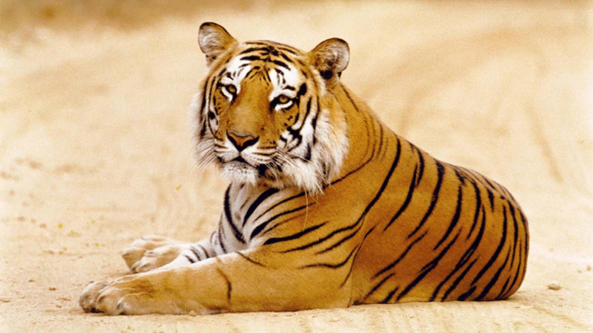 China considers legalising tiger trade to curb poaching - The Hindu