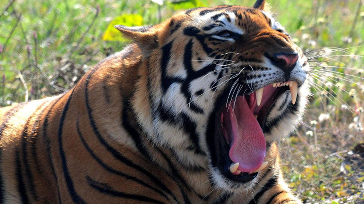 Tigers most endangered of world’s major species: WWF - The Hindu