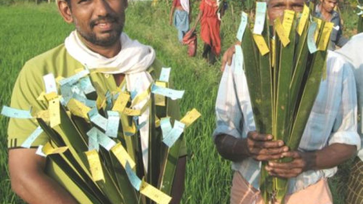 Tricho-cards to face pest threat in Kuttanad - The Hindu