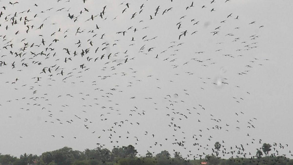 Tiny bird makes world's longest migration - The Hindu