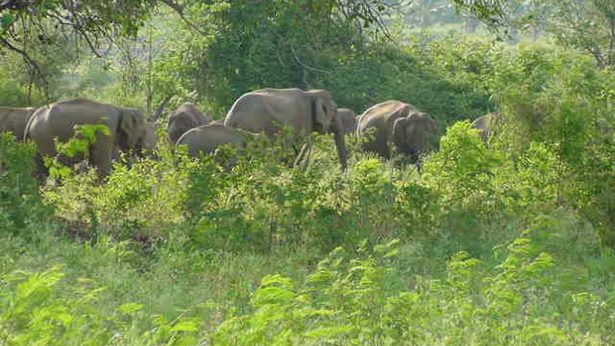 Orissa identifies 14 elephant corridors - The Hindu