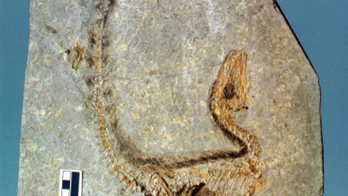 Dinosaurs' true colours revealed for the first time - The Hindu